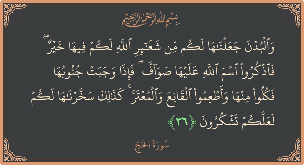 Verse 36 - Surah Al-Hajj: (والبدن جعلناها لكم من شعائر الله لكم فيها ...